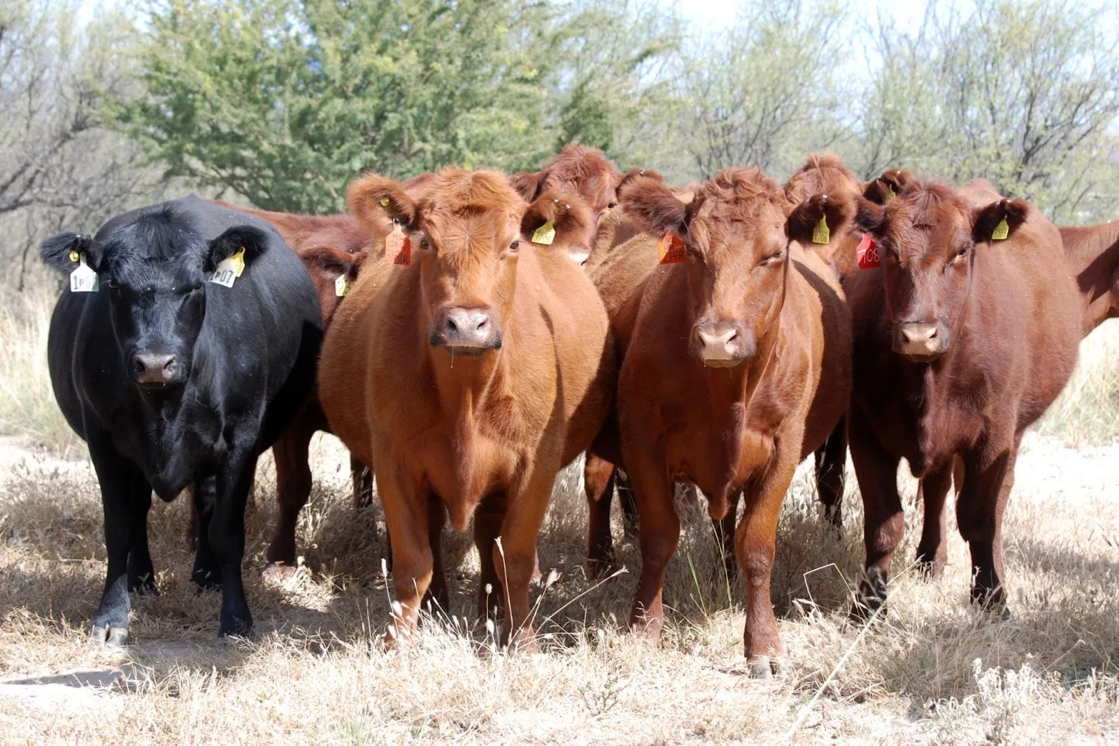 Transmisión de Ganado en una Sucesión. Régimen de semovientes ...